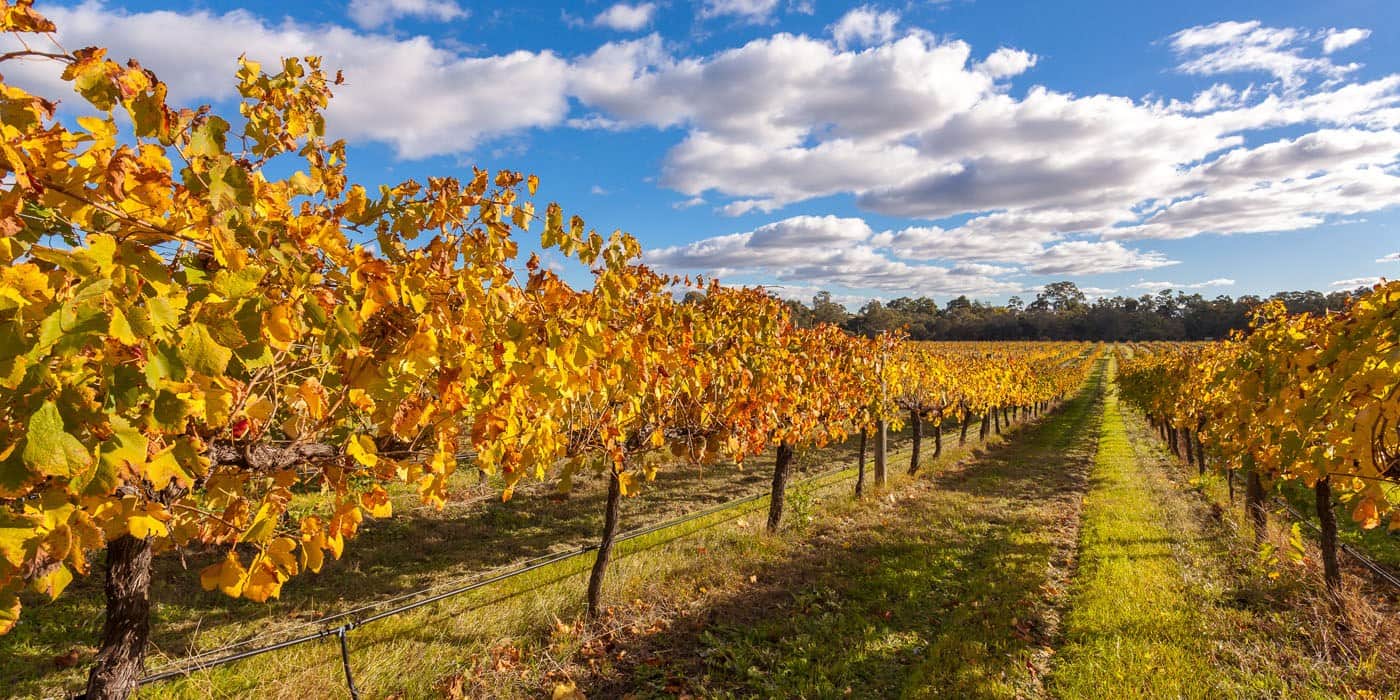 Unwind Tours | Swan Valley
